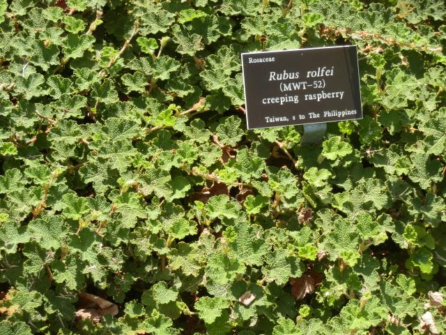 Creeping raspberry is a heat tolerant edible ground cover | tedmanzer