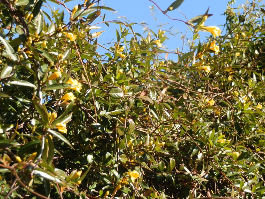 Carolina jessamine provides winter color and privacy | tedmanzer