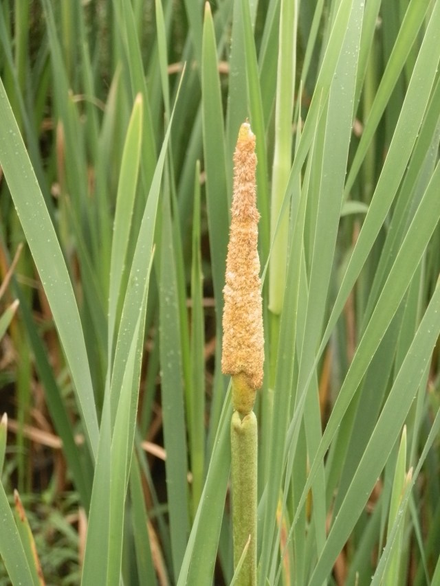 Cattail pollen is a fleeting delicacy | tedmanzer