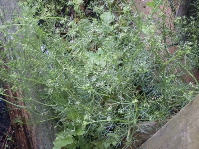 Wild fennel is an invasive weed, but I still like it. | tedmanzer