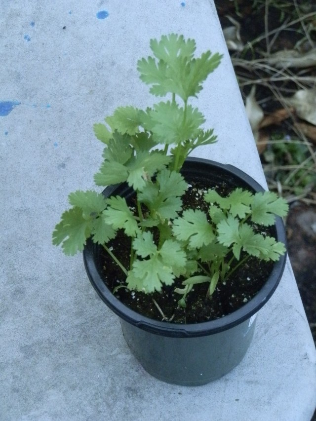 Cilantro is a versatile herb with a long history | tedmanzer