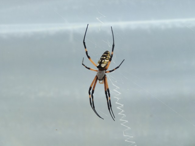 Writing spiders are spinning their webs everywhere | tedmanzer