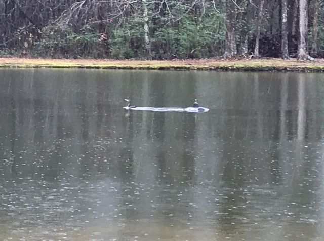 Cormorants are gluttonous birds unpopular with almost everyone | tedmanzer